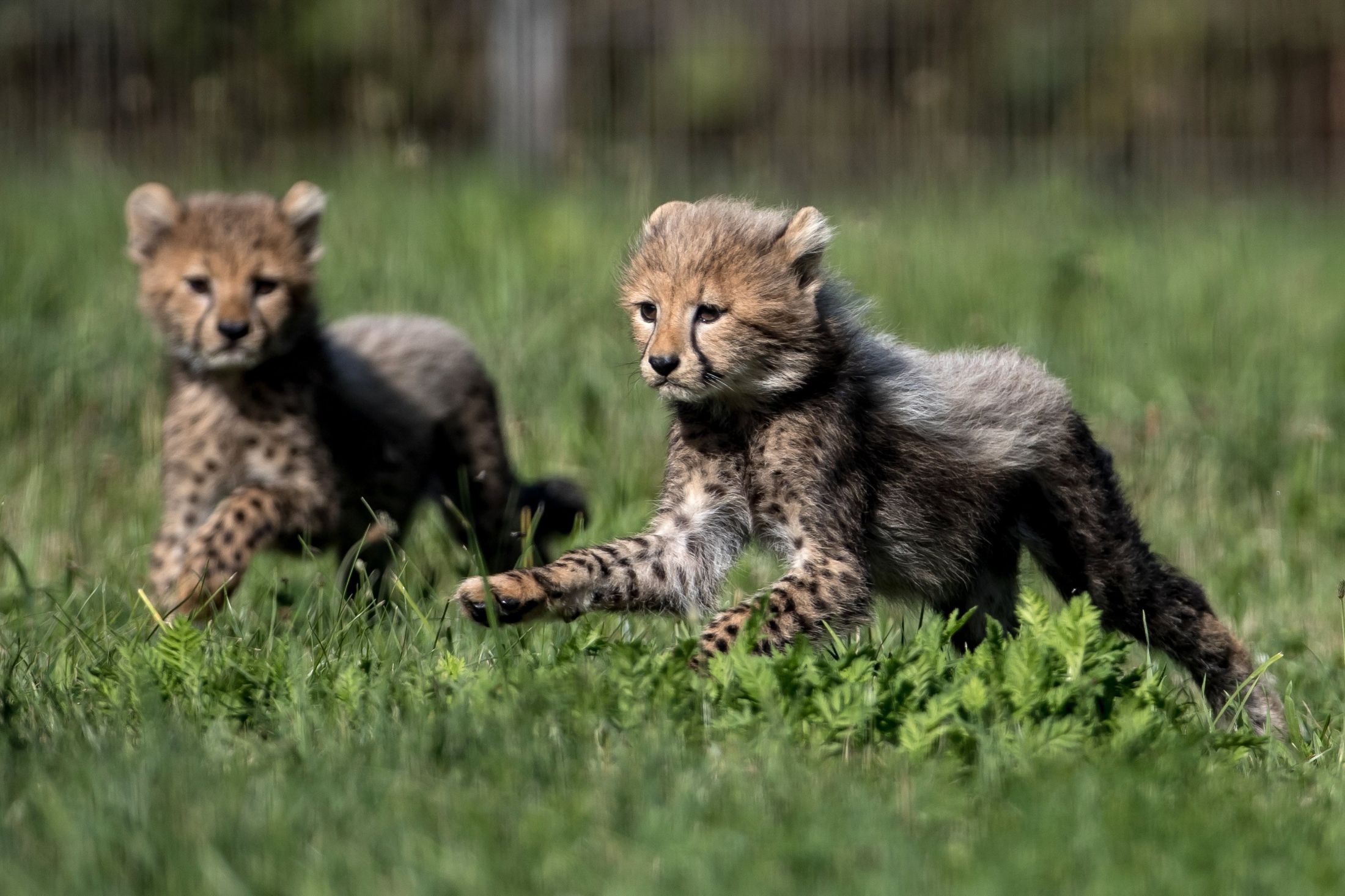 7 évtizede most először születtek gepárdok Indiában (videó) - Liner.hu
